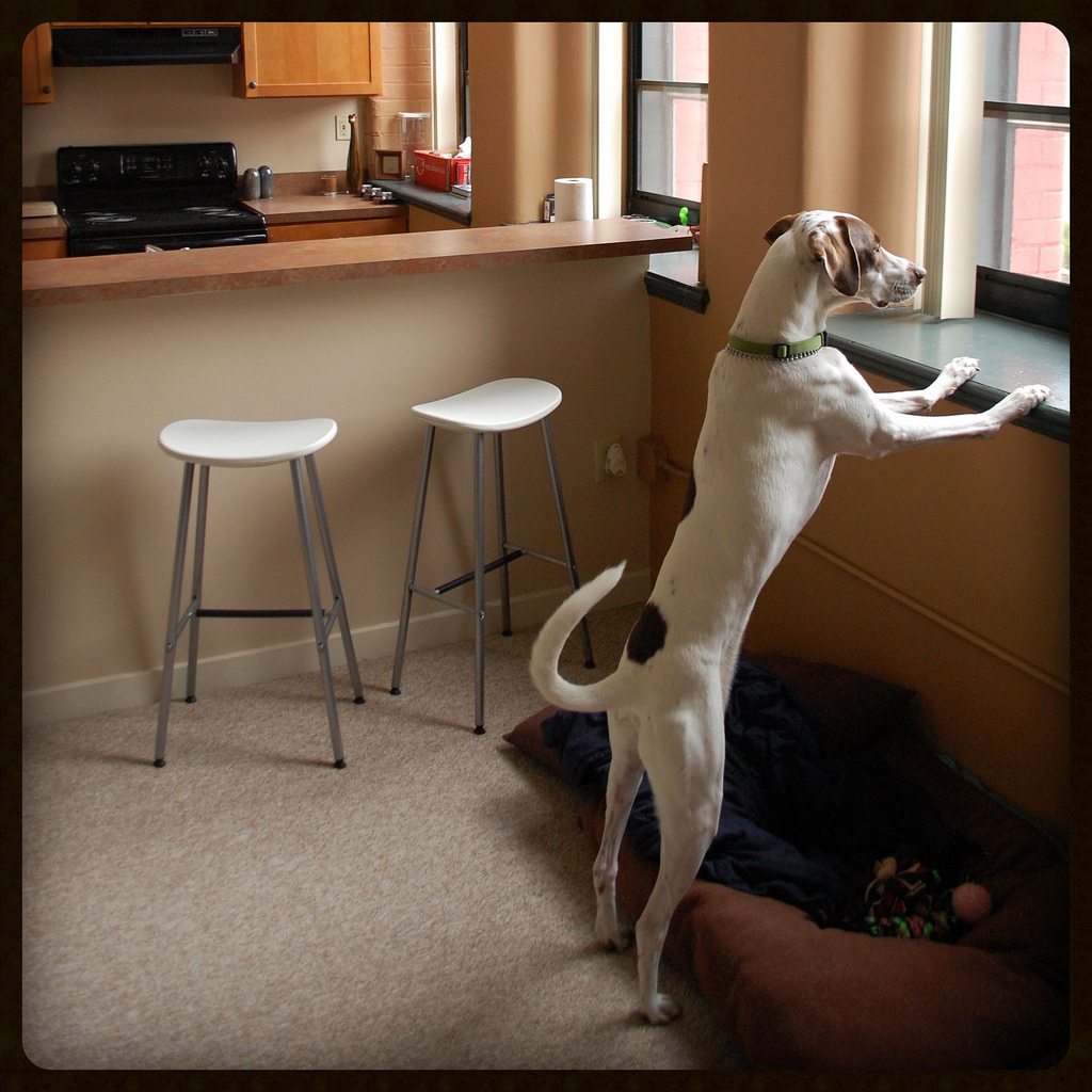 #TBT Pause for paws. | T+G