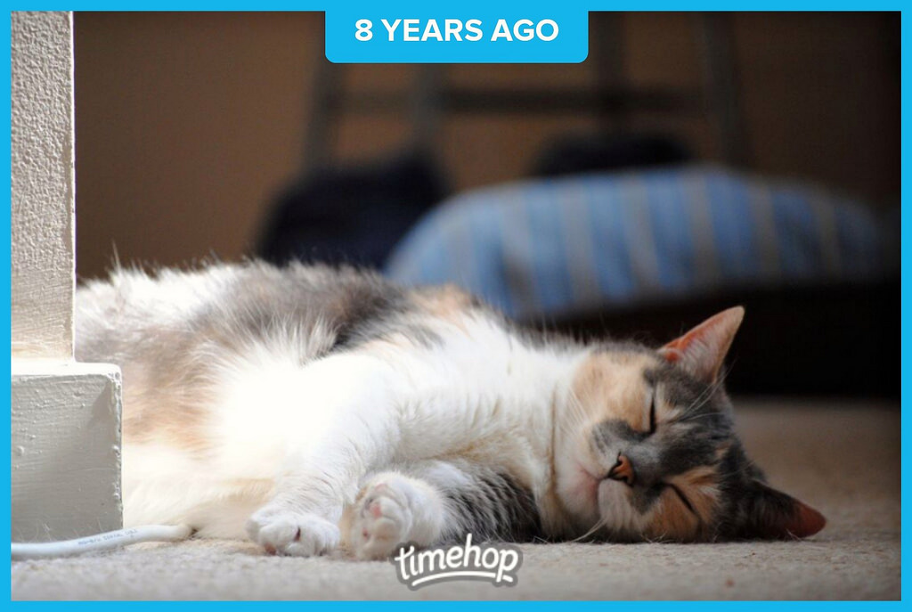 Pause for paws. | T+G