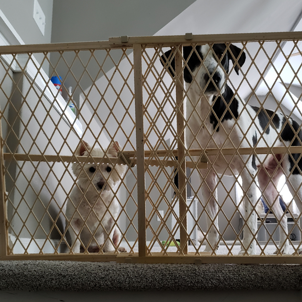 Pause for paws. | T+G